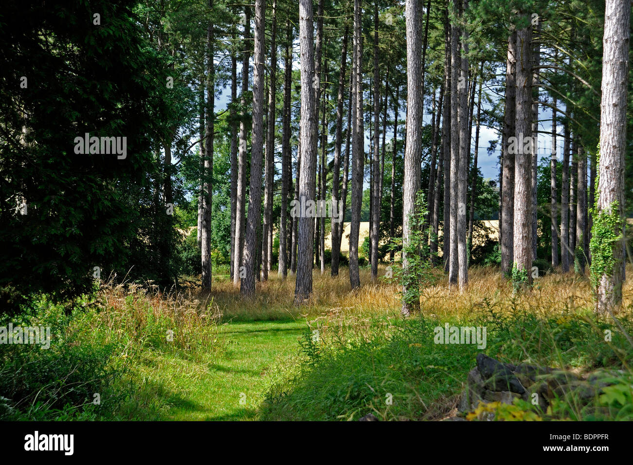 forest of trees Stock Photo - Alamy
