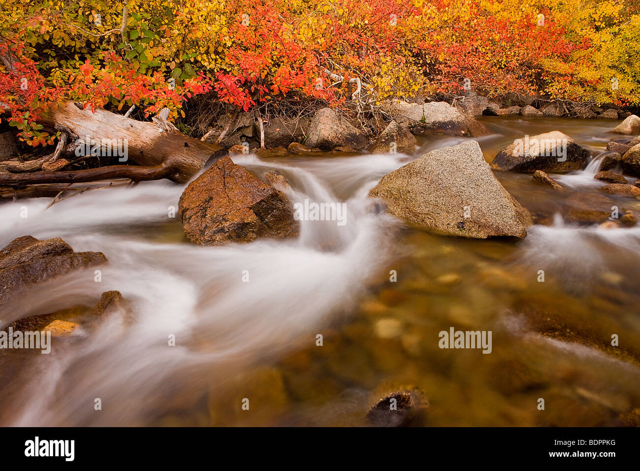 Underbrush displays vibrant fall color along the banks of Bishop Creek ...