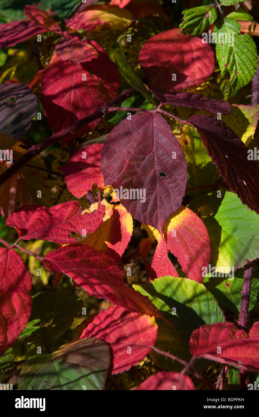 Rubus colour hi-res stock photography and images - Alamy