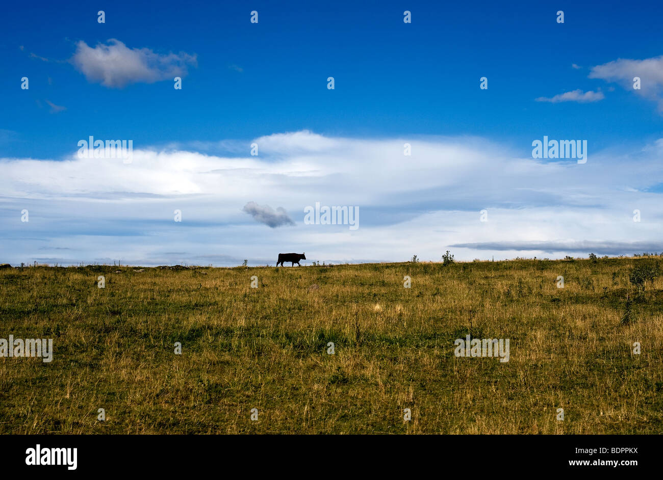 Cow on horizon Stock Photo - Alamy