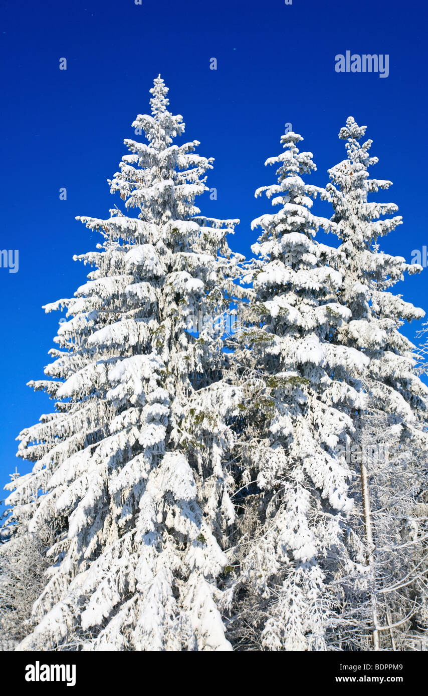 winter rime and snow covered tree tops on blue sky with some snowfall ...