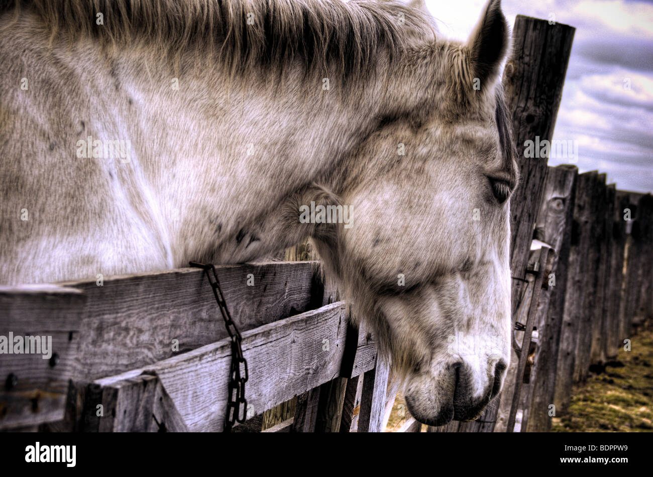 Horse leaning over fence hi-res stock photography and images - Alamy