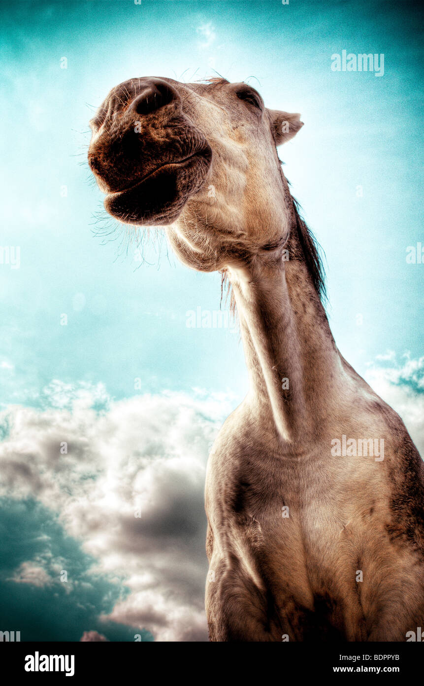 Looking up at a horse Stock Photo - Alamy