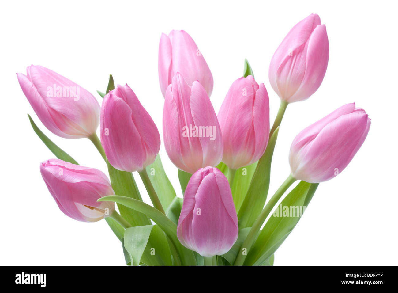 Bunch cut pink tulip Cut Out Stock Images & Pictures - Alamy