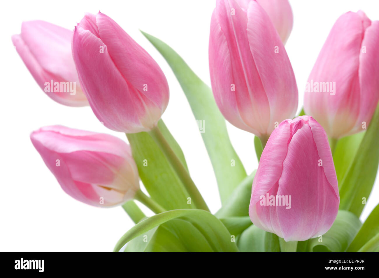 Bunch pink white tulips Cut Out Stock Images & Pictures - Alamy