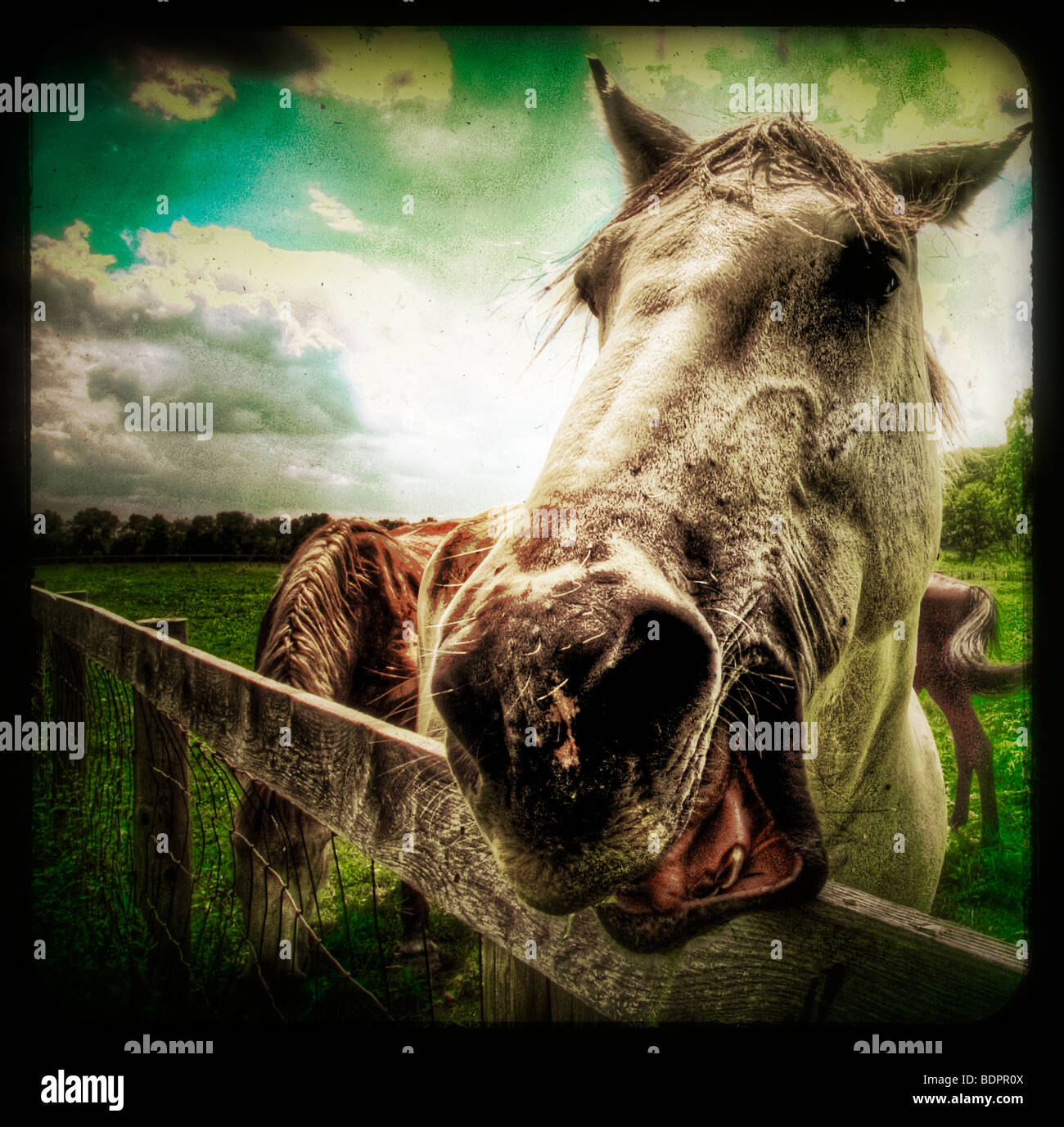 A white horse reaching over a wooden fence with it's mouth open Stock ...