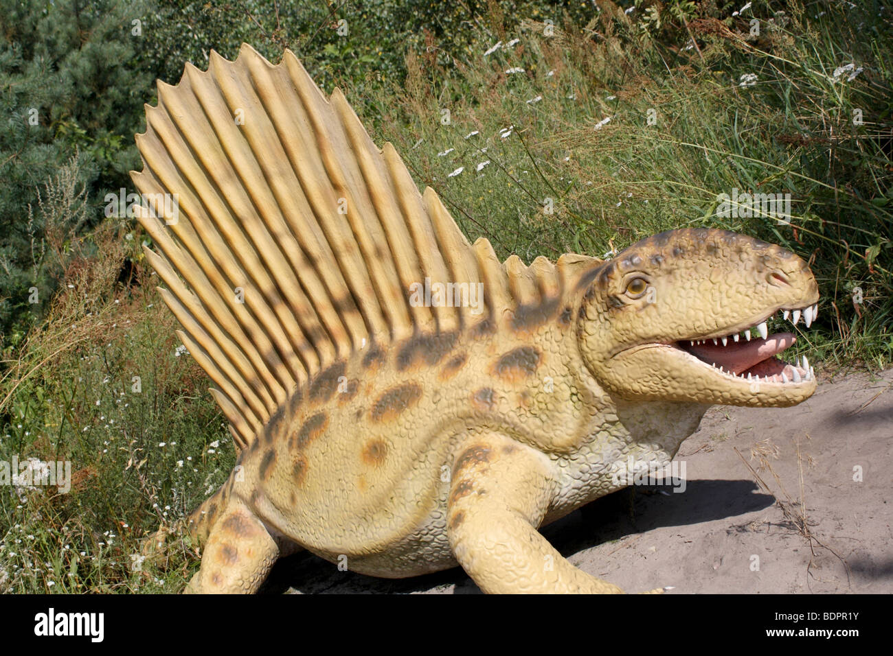 Dimetrodon dimetrodon hi-res stock photography and images - Alamy