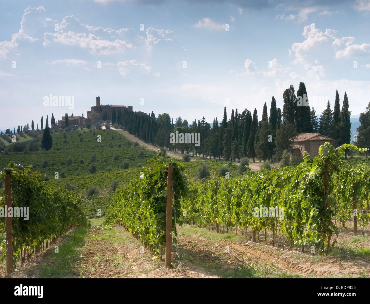 Castello banfi vinyard hi-res stock photography and images - Alamy