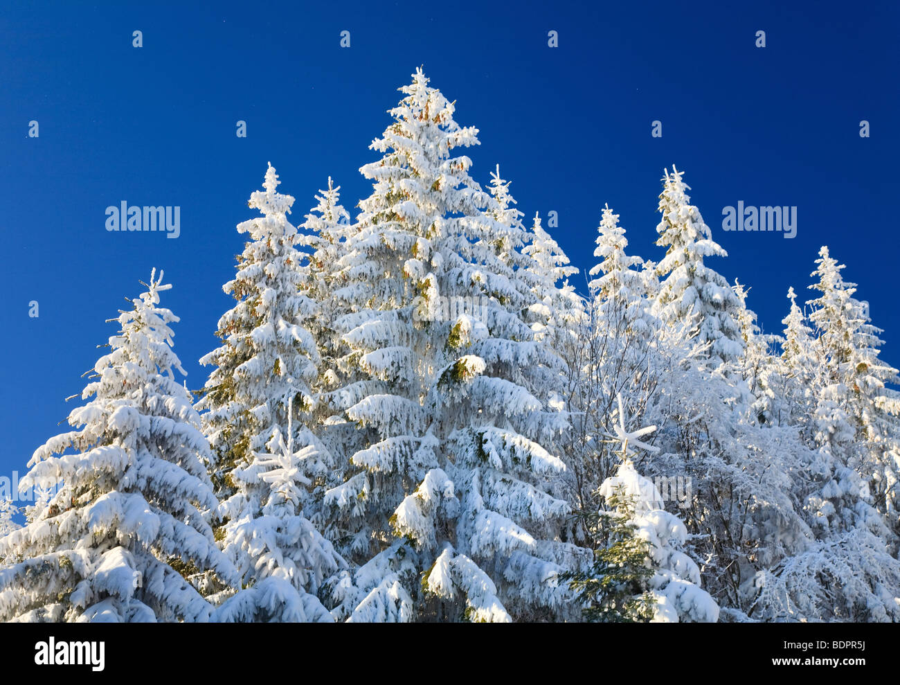 winter rime and snow covered tree tops on blue sky with some snowfall ...