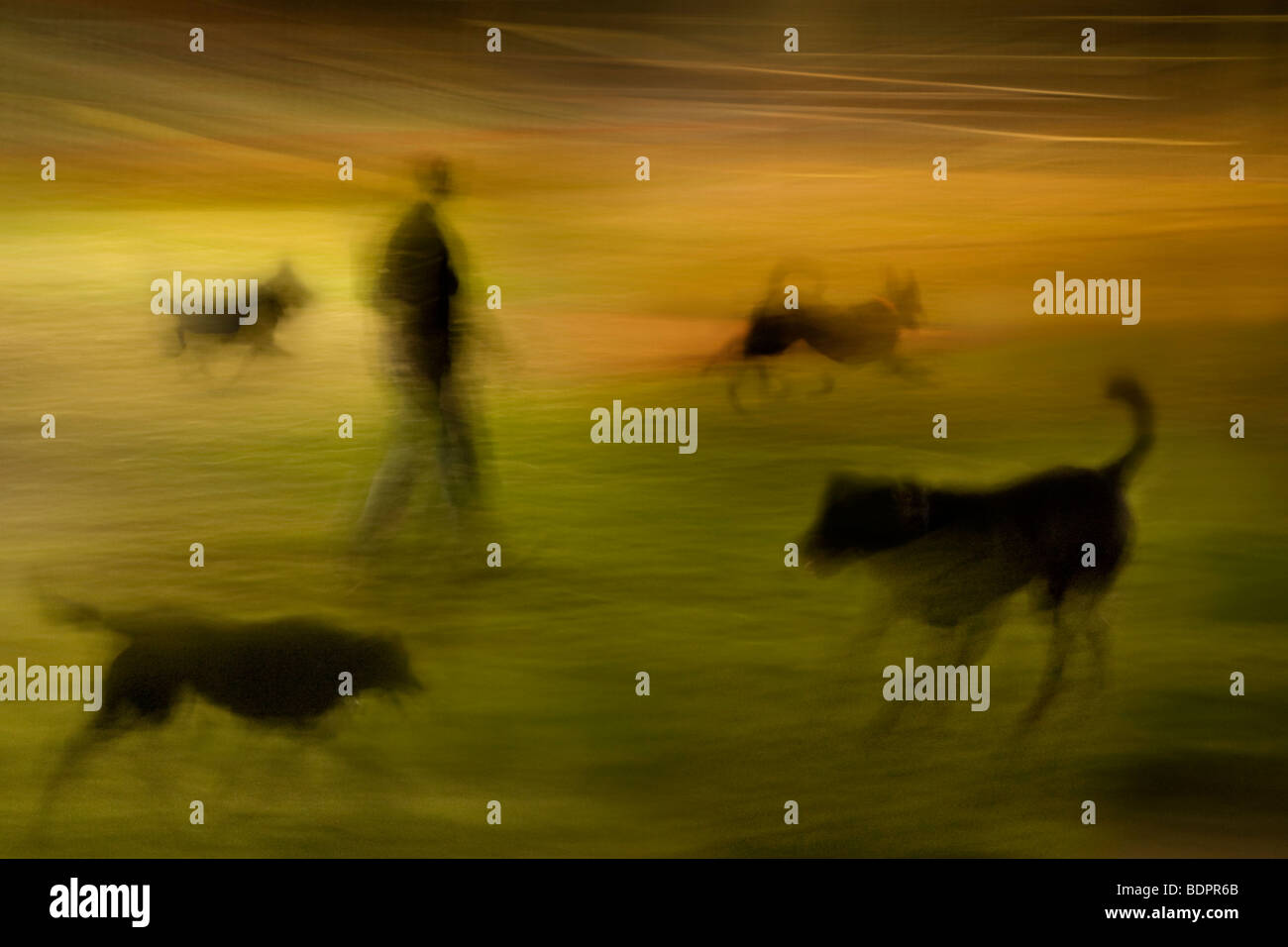 A man walking with four dogs Stock Photo - Alamy