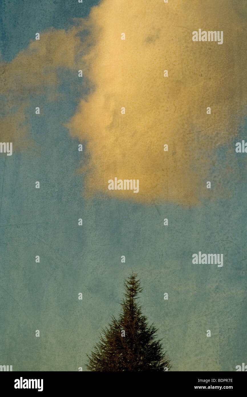 A pine tree and a cloud Stock Photo - Alamy