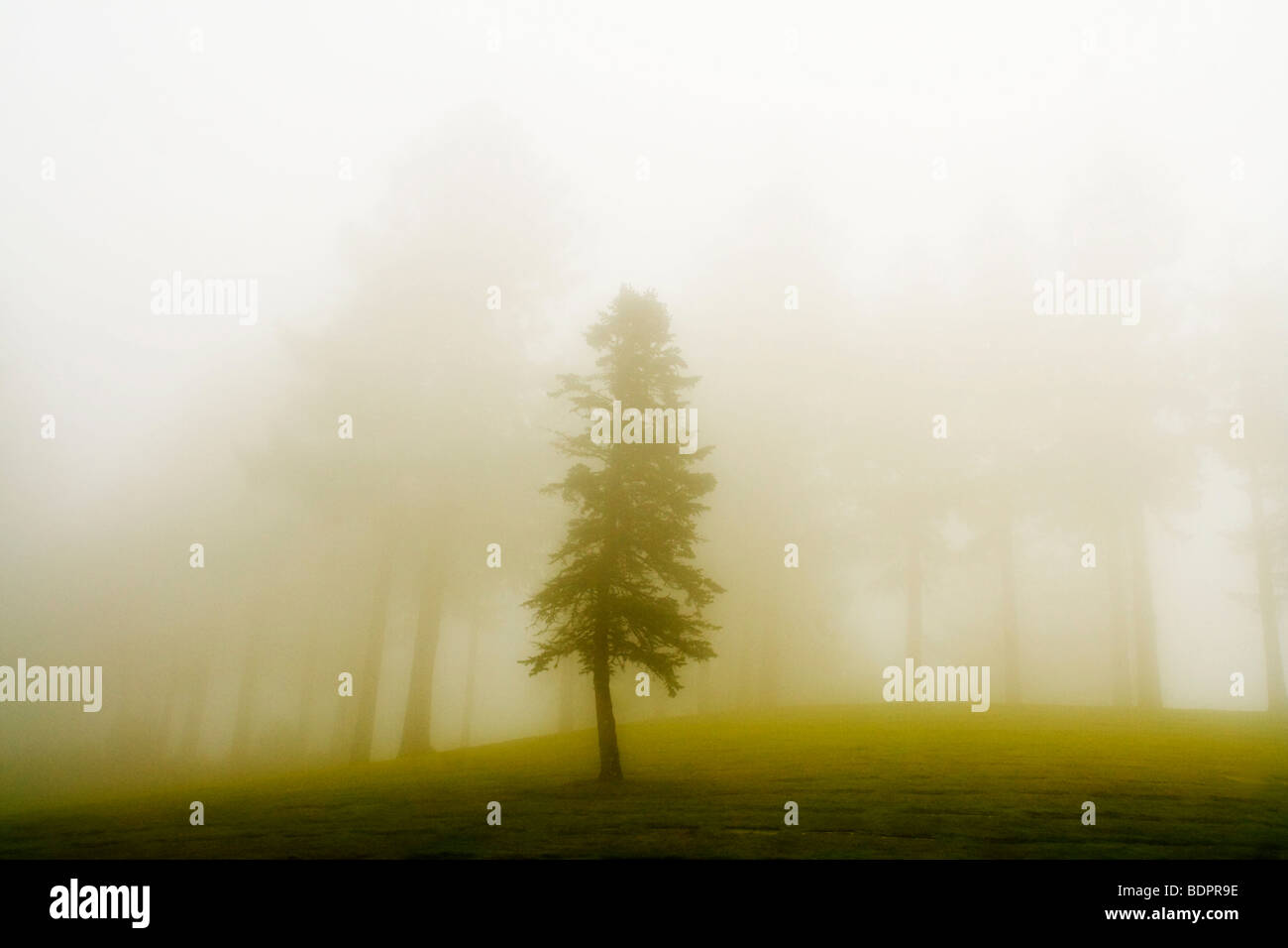 A lone tree separated from other trees by a curtain of mist Stock Photo ...