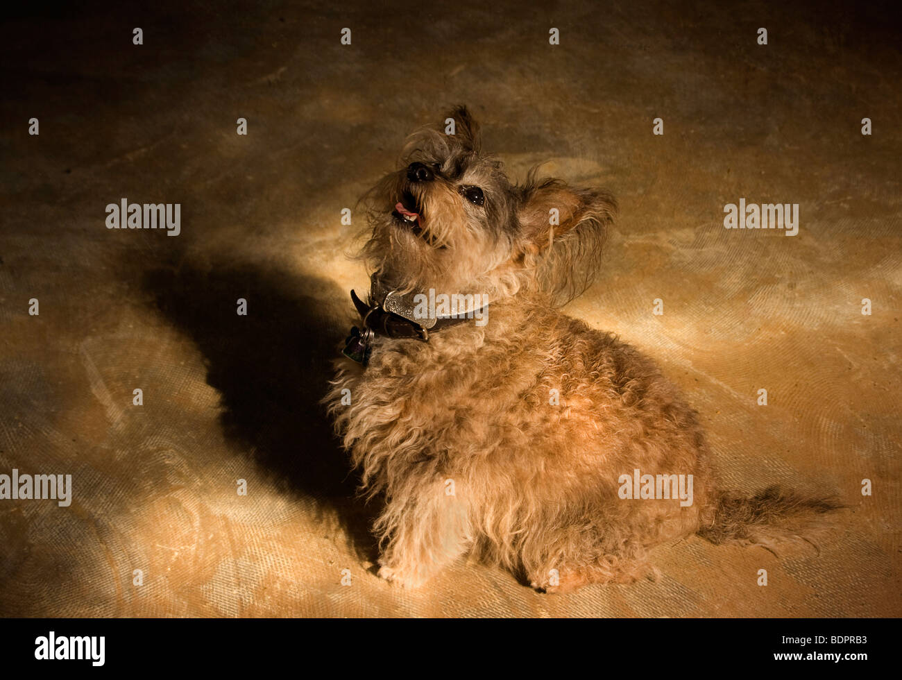 A small dog sitting Stock Photo - Alamy