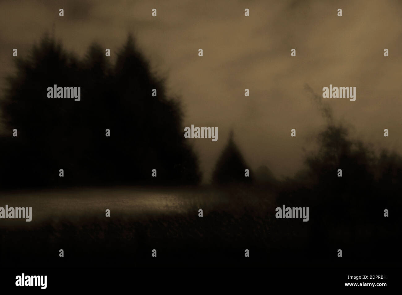 A night scene with pine trees Stock Photo - Alamy