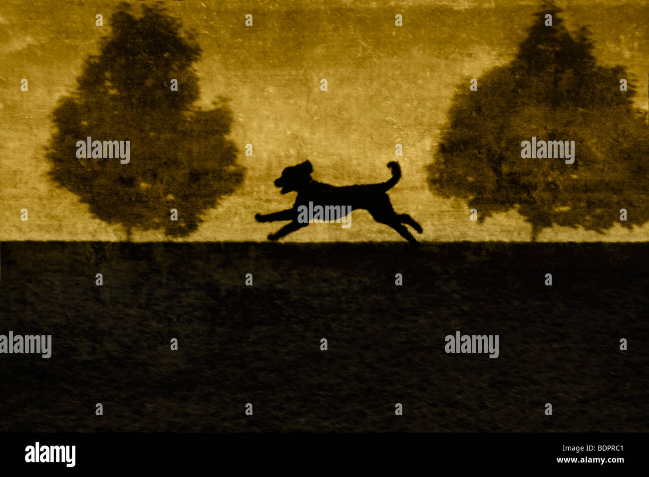 A dog running between two small trees Stock Photo - Alamy