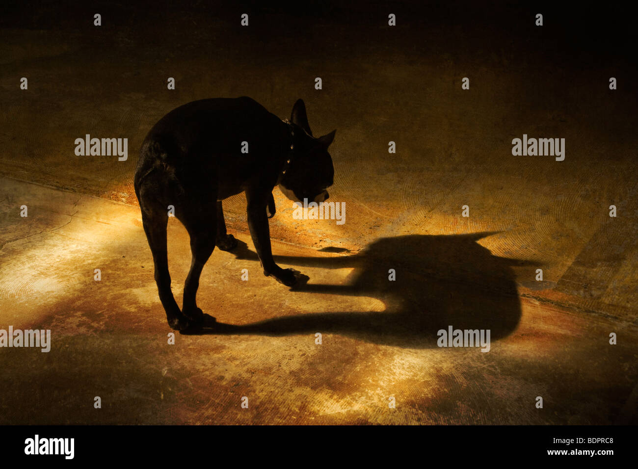 A dog and its shadow Stock Photo - Alamy