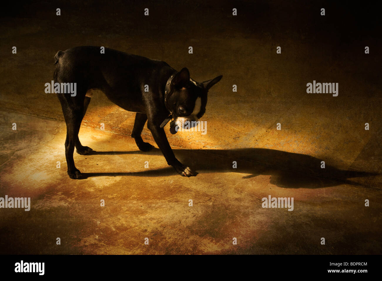 Cuddly light brown puppy hi-res stock photography and images - Alamy