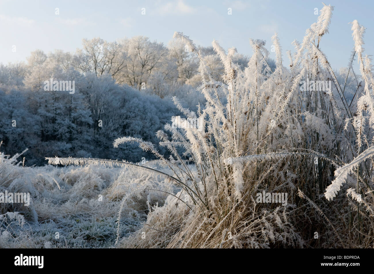 Rough Grassland with Soft Rush (Juncus effusus), frosted. winter Stock ...