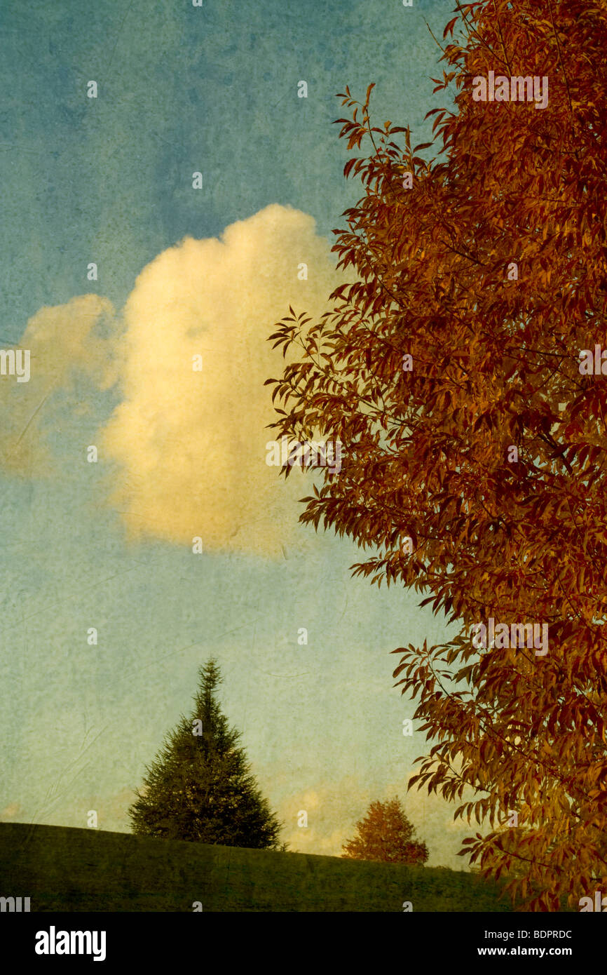 Delicate leaves on a tree with a small cloud Stock Photo - Alamy