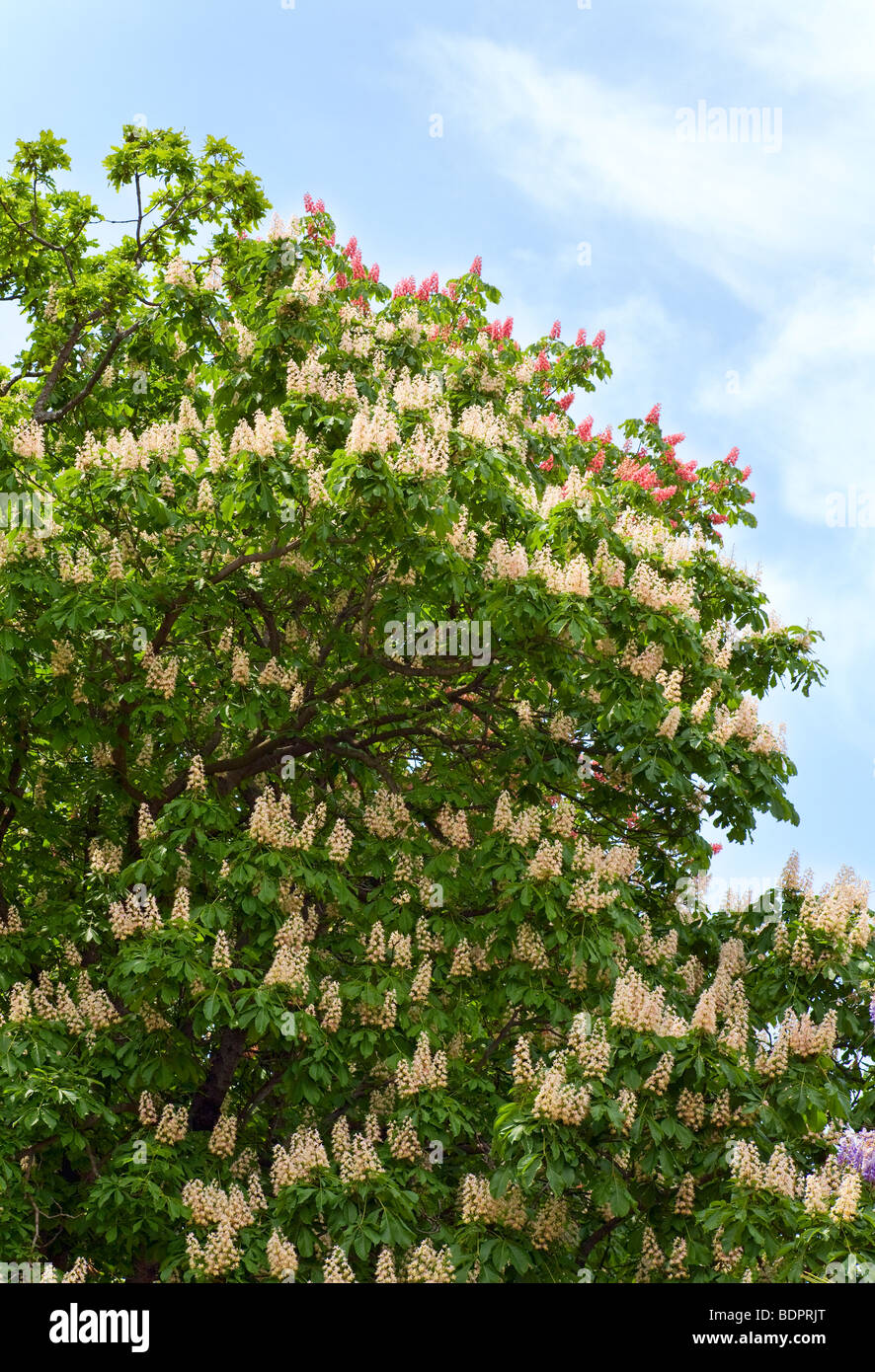 blossom chestnut tree with white flowers on sky background Stock Photo ...