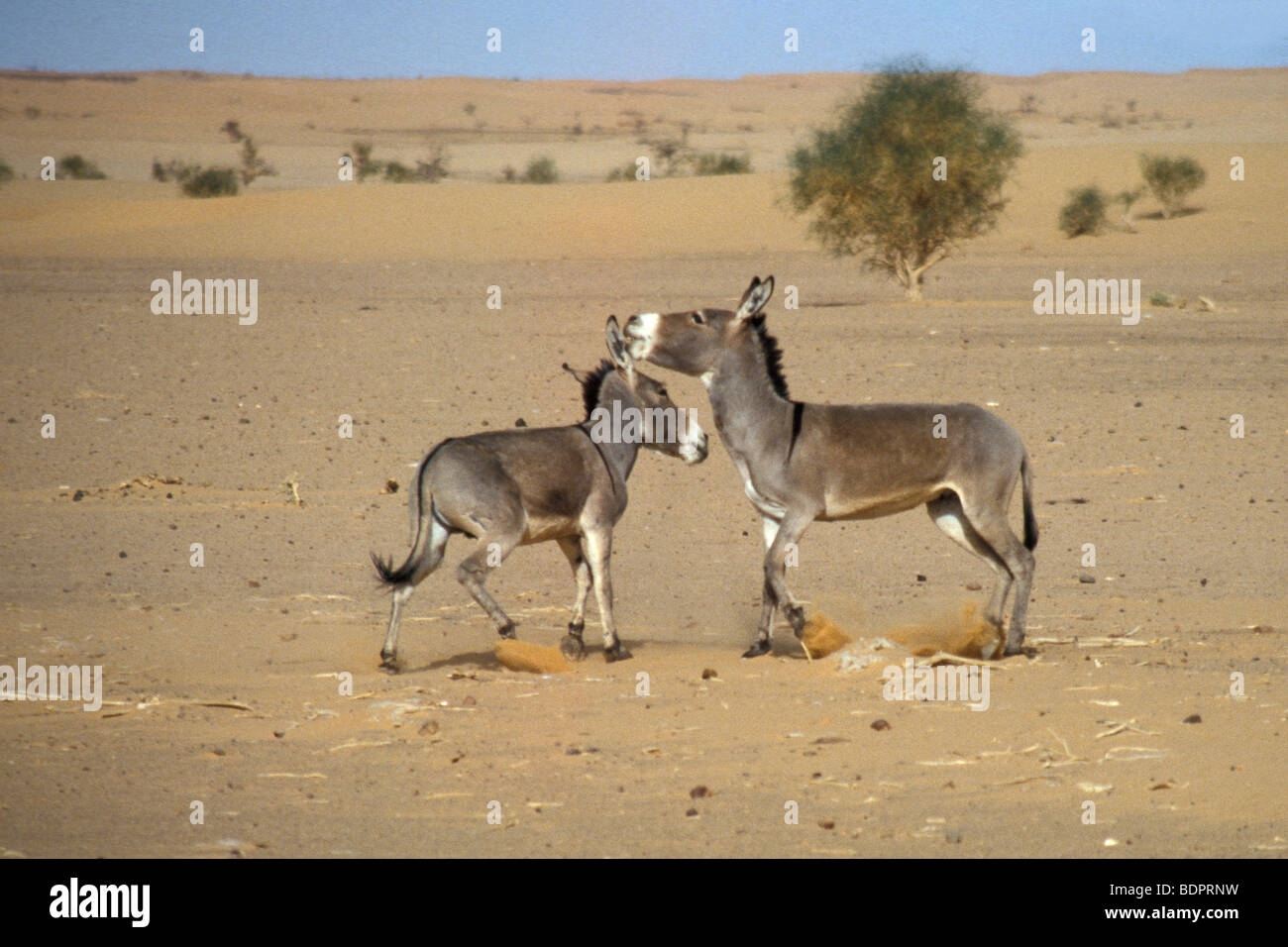 mauritania, animals, donkeys Stock Photo - Alamy