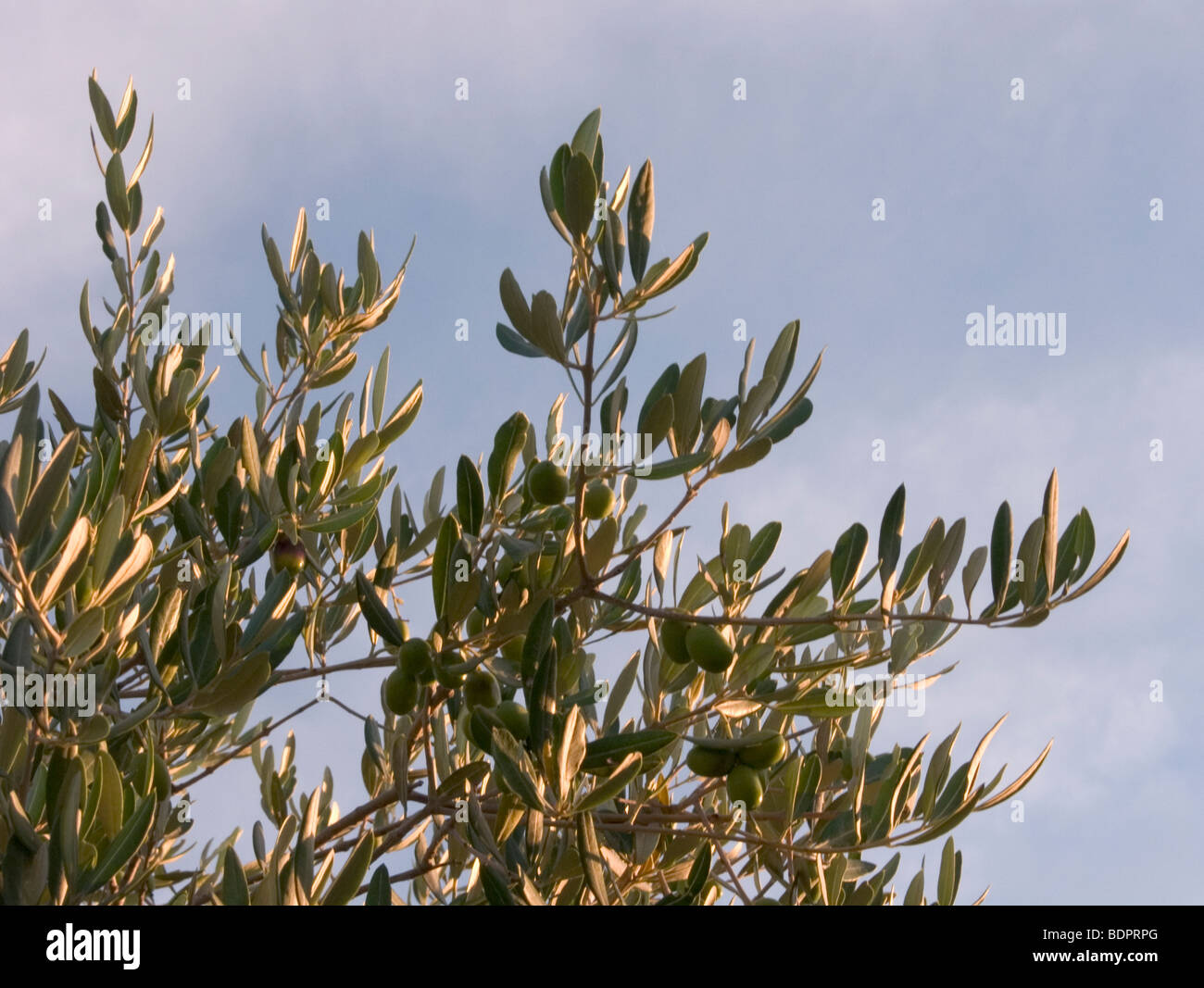 Olive branch, Tuscany, Italy Stock Photo - Alamy