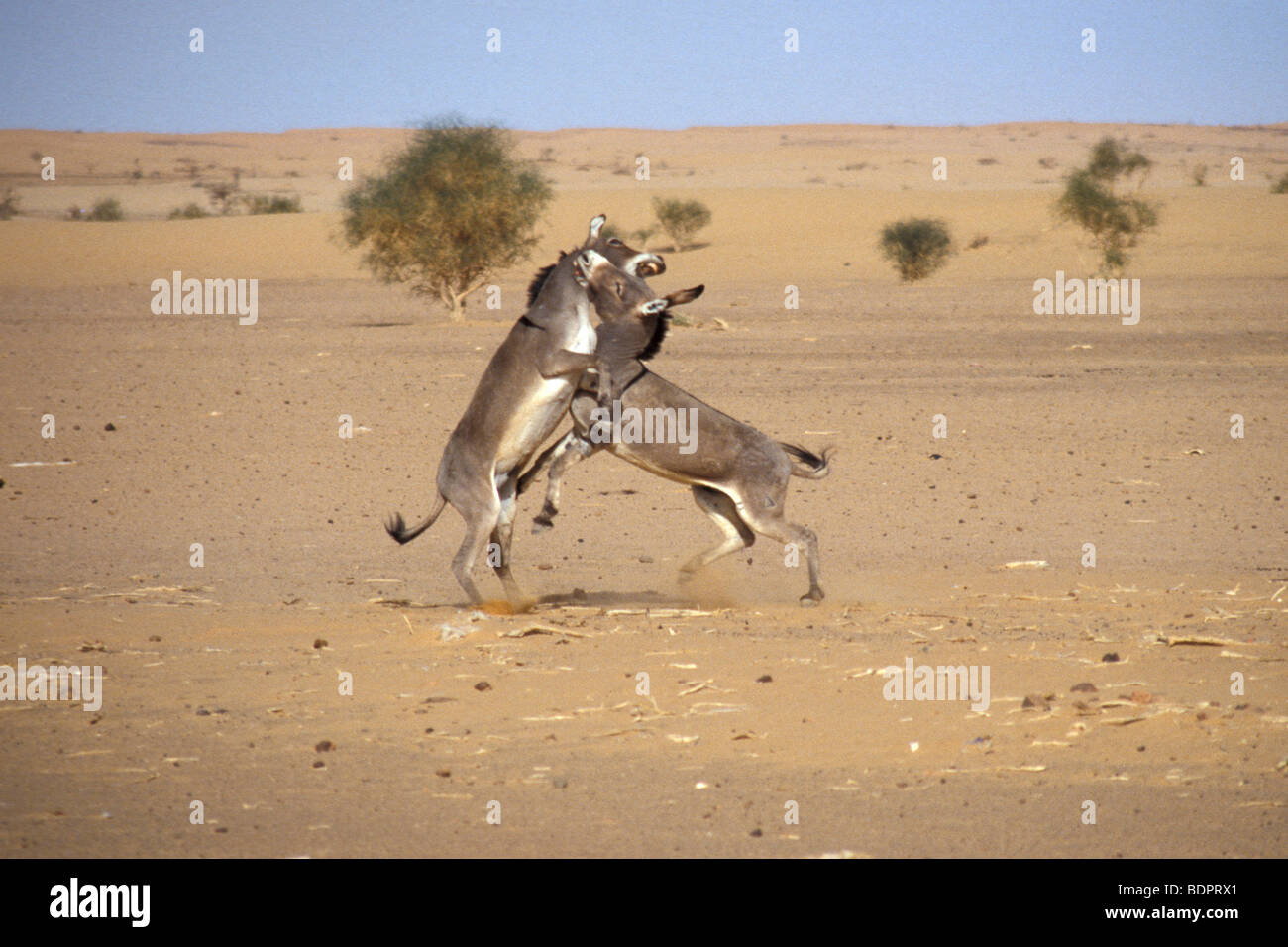 mauritania, animals, donkeys Stock Photo - Alamy