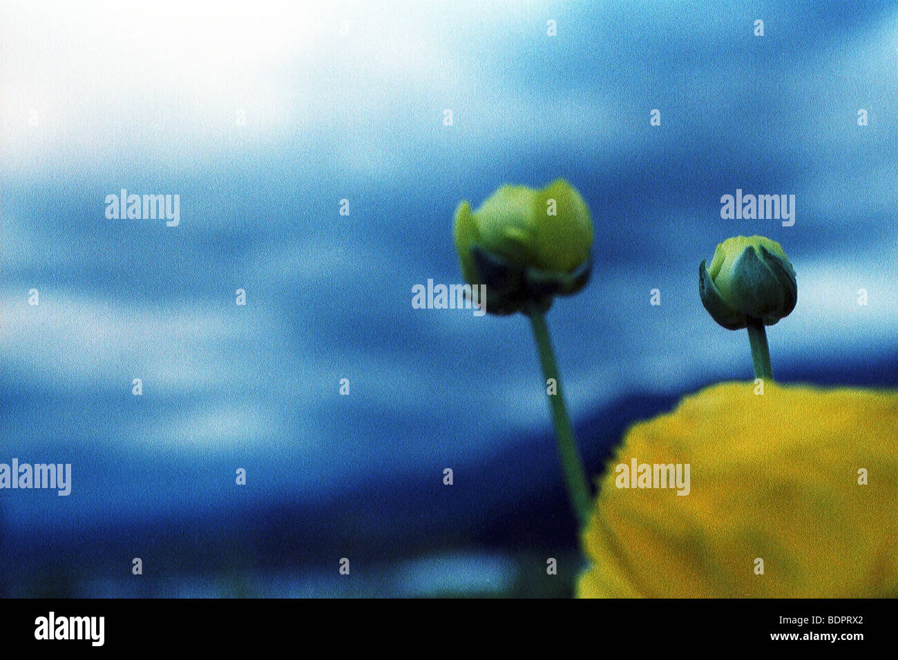 Two flower buds Stock Photo - Alamy