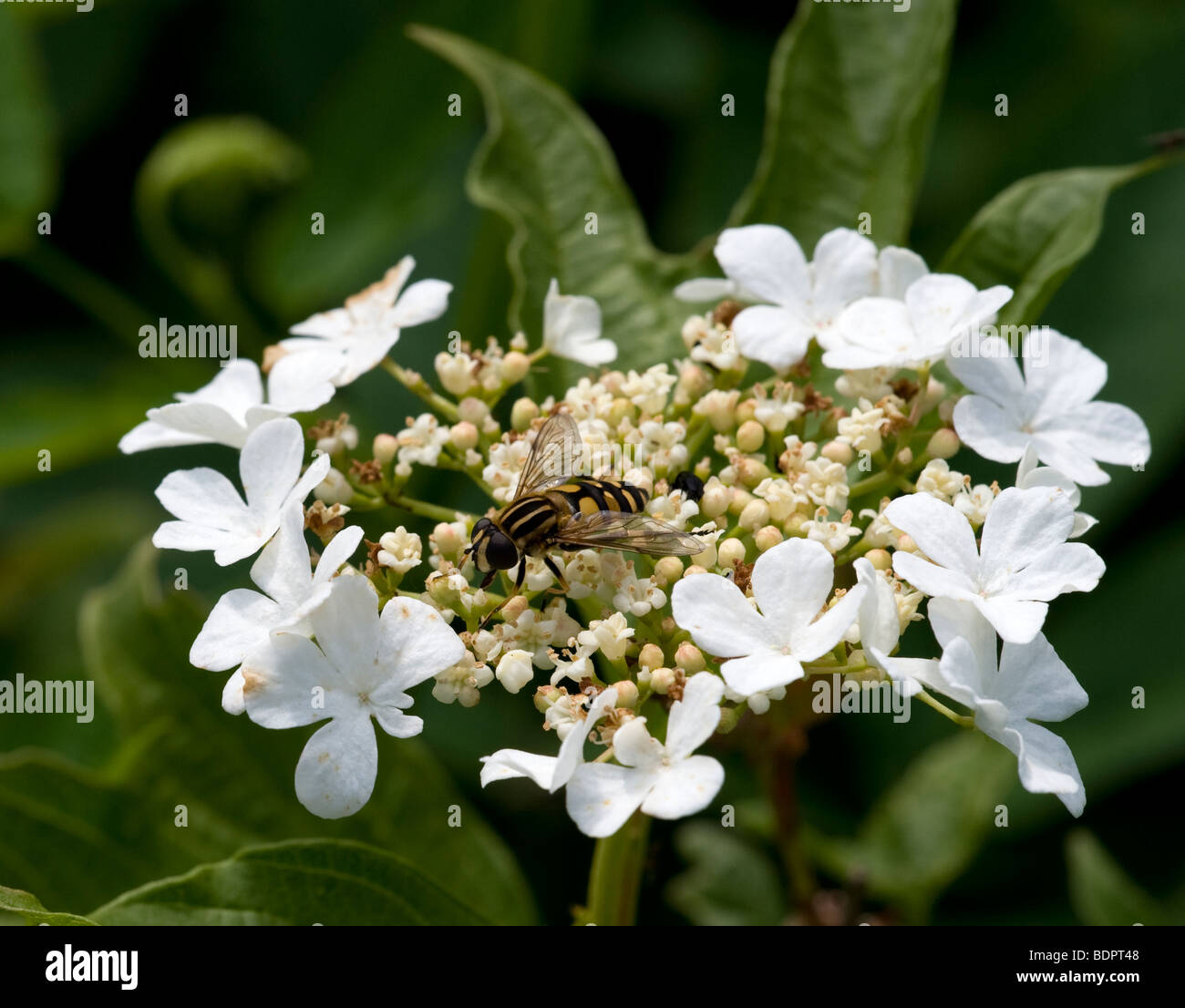 Heliophilus pendulus hi-res stock photography and images - Alamy