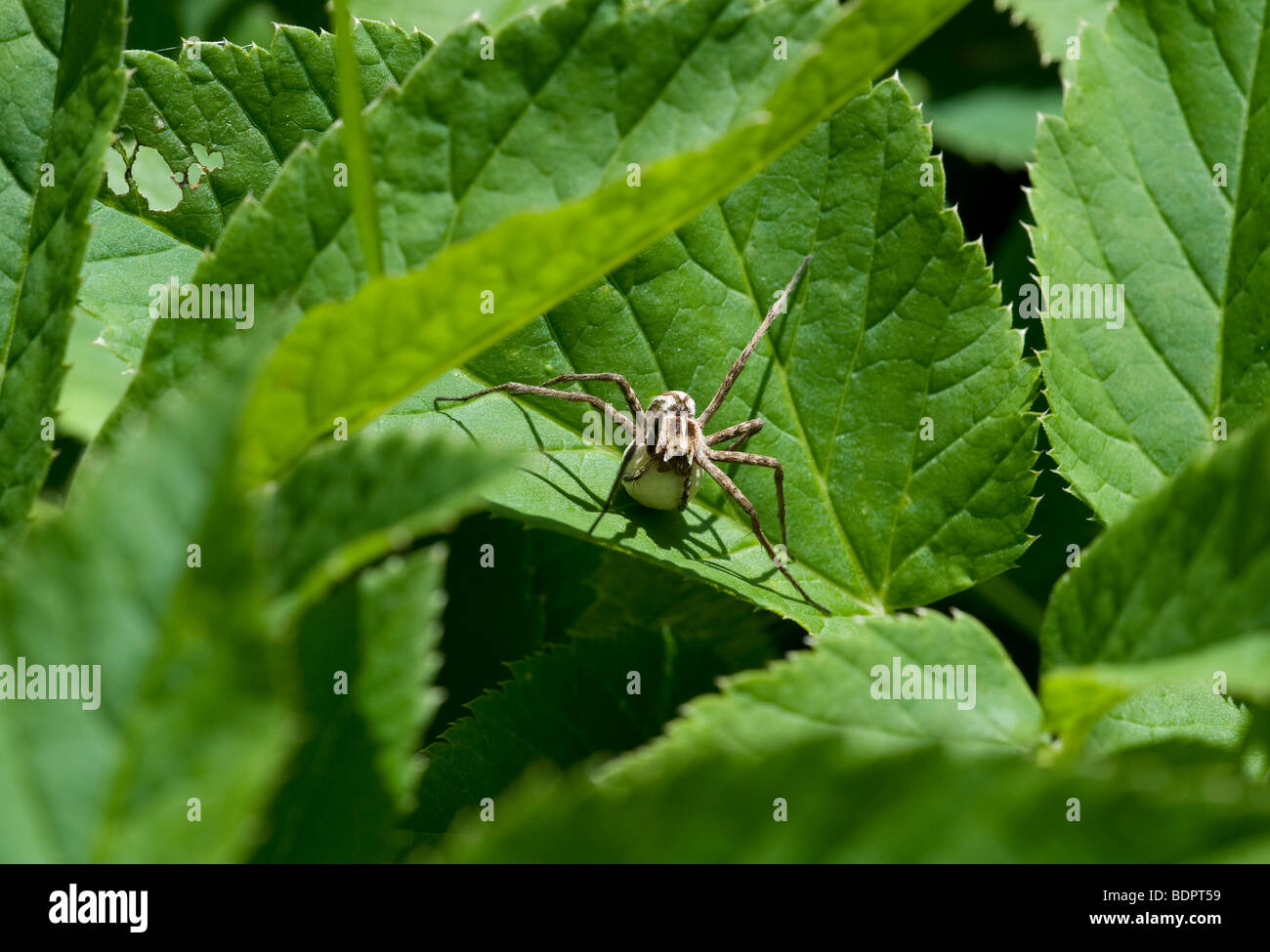 Araneae spiders hi-res stock photography and images - Alamy