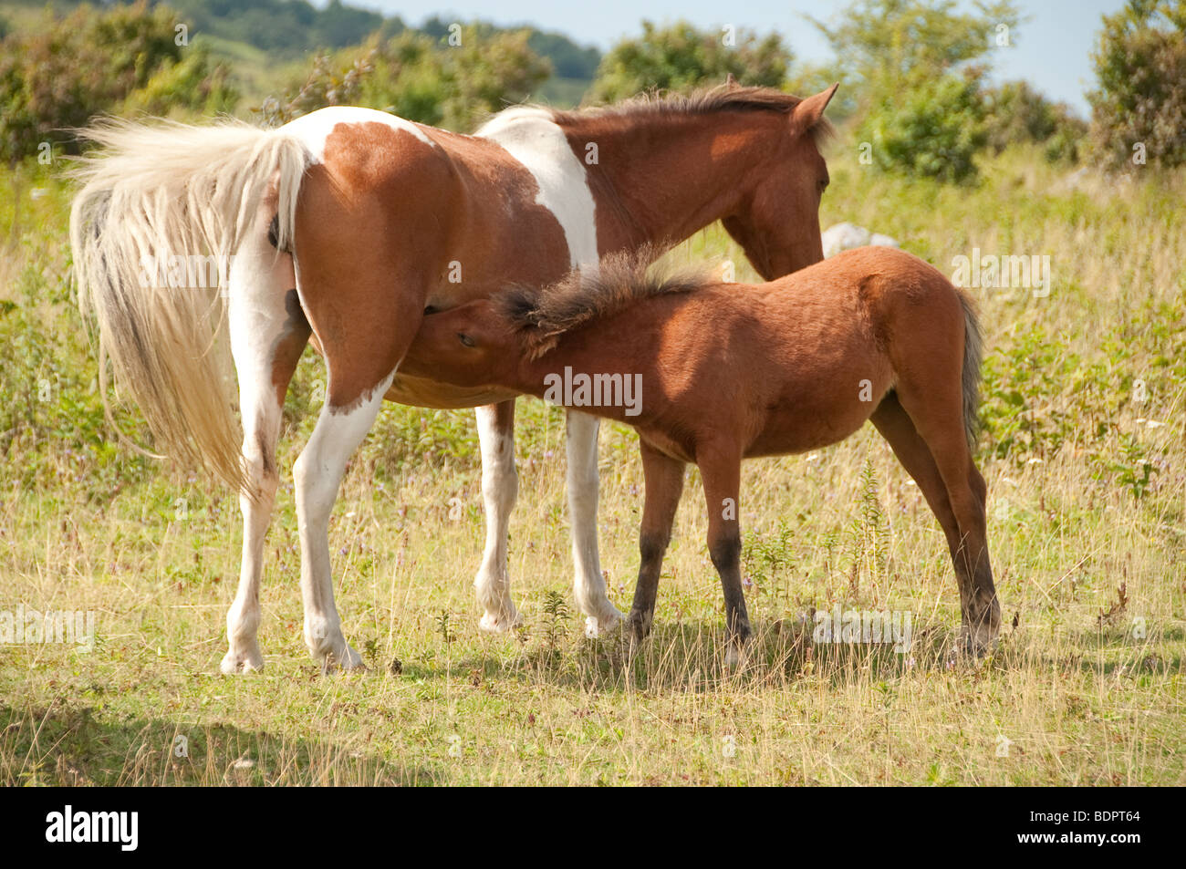Virginia horse pasture hi-res stock photography and images - Alamy