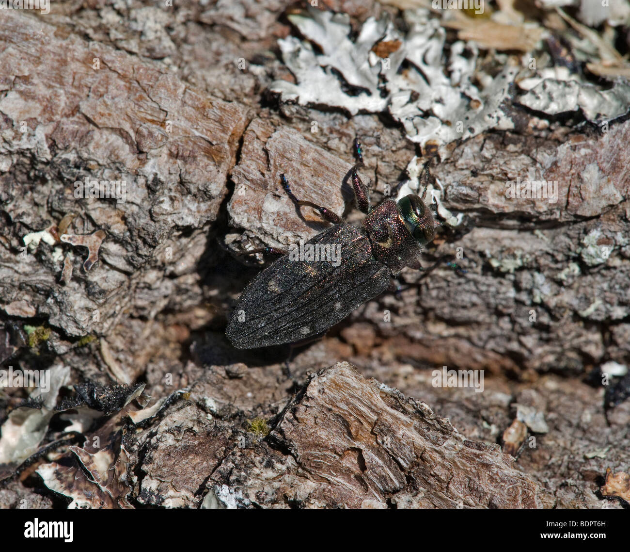 Oak splendour beetle hi-res stock photography and images - Alamy