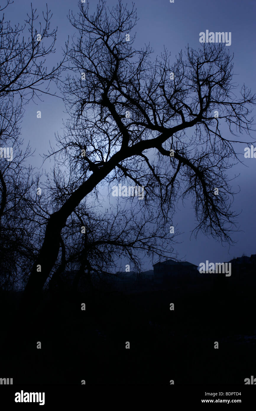Moonlight Through Trees