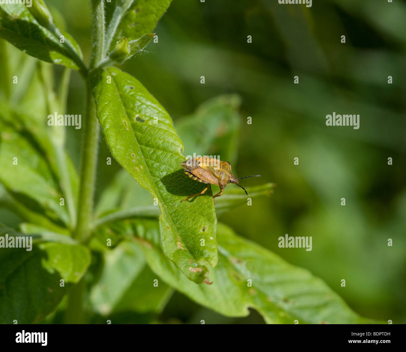 Skinnbagge hi-res stock photography and images - Alamy
