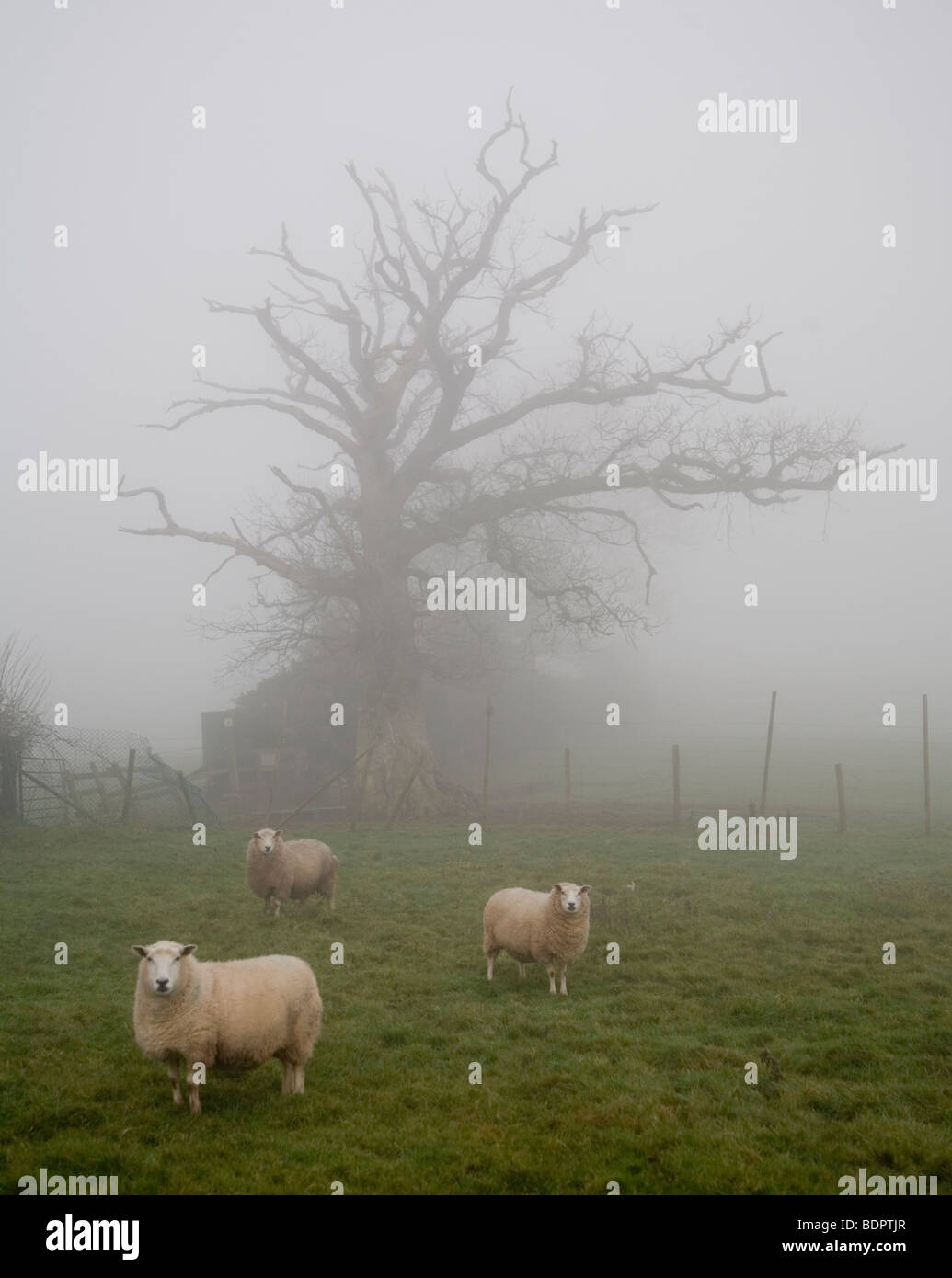 sheep in mist, devon Stock Photo - Alamy
