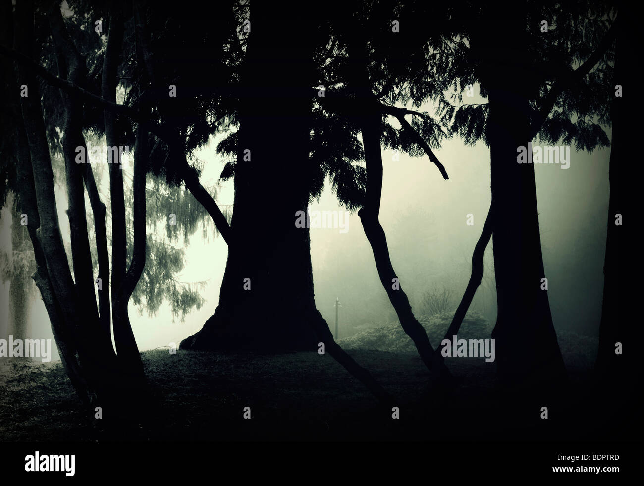 Silhouette of trees with mist Stock Photo - Alamy