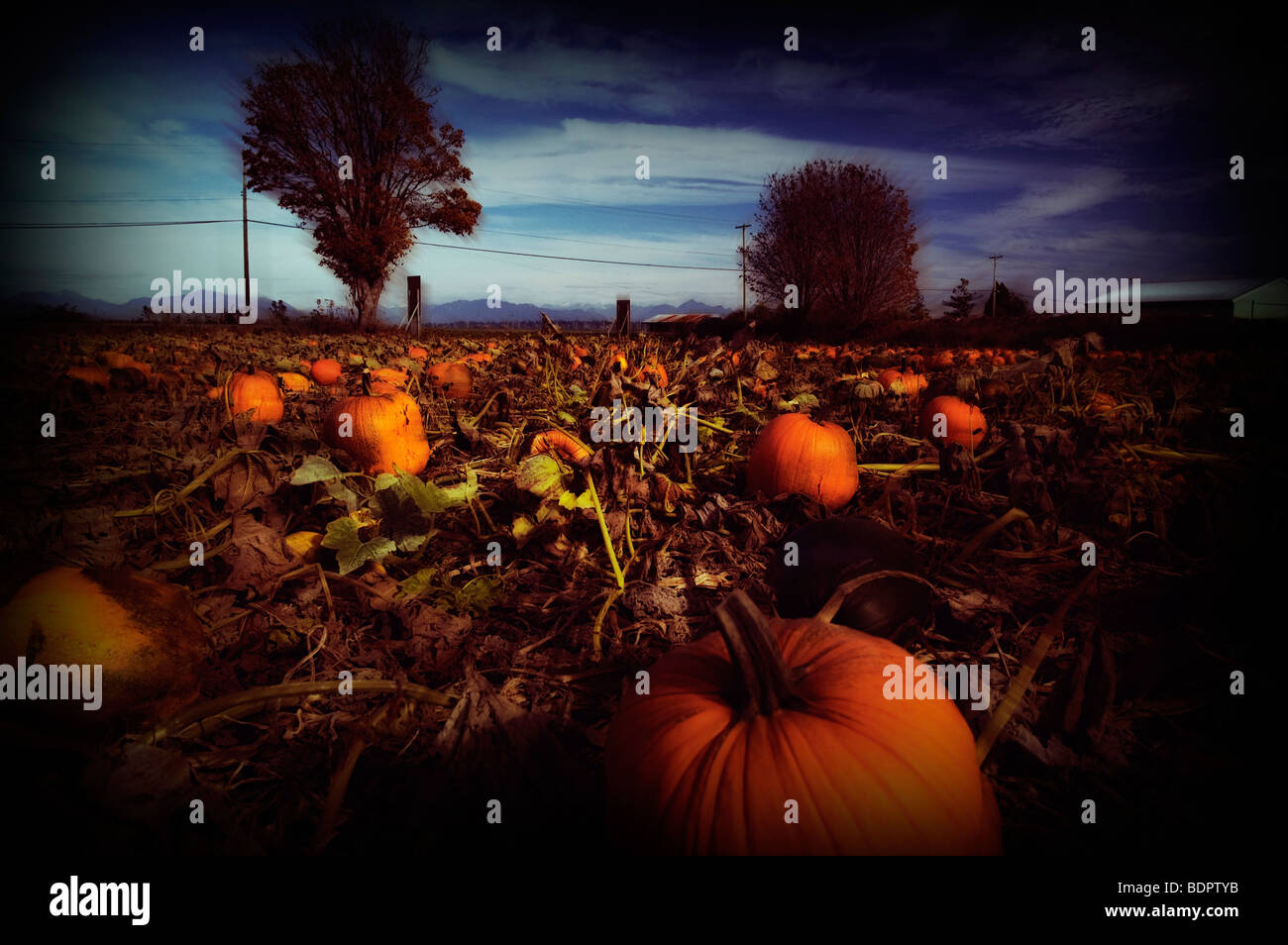 Pumkin and food hi-res stock photography and images - Alamy