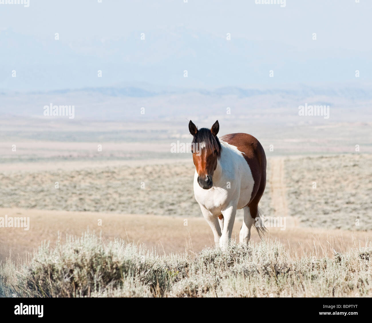 free roaming mustang on the McCullough Peak Wild Horse Management Area ...