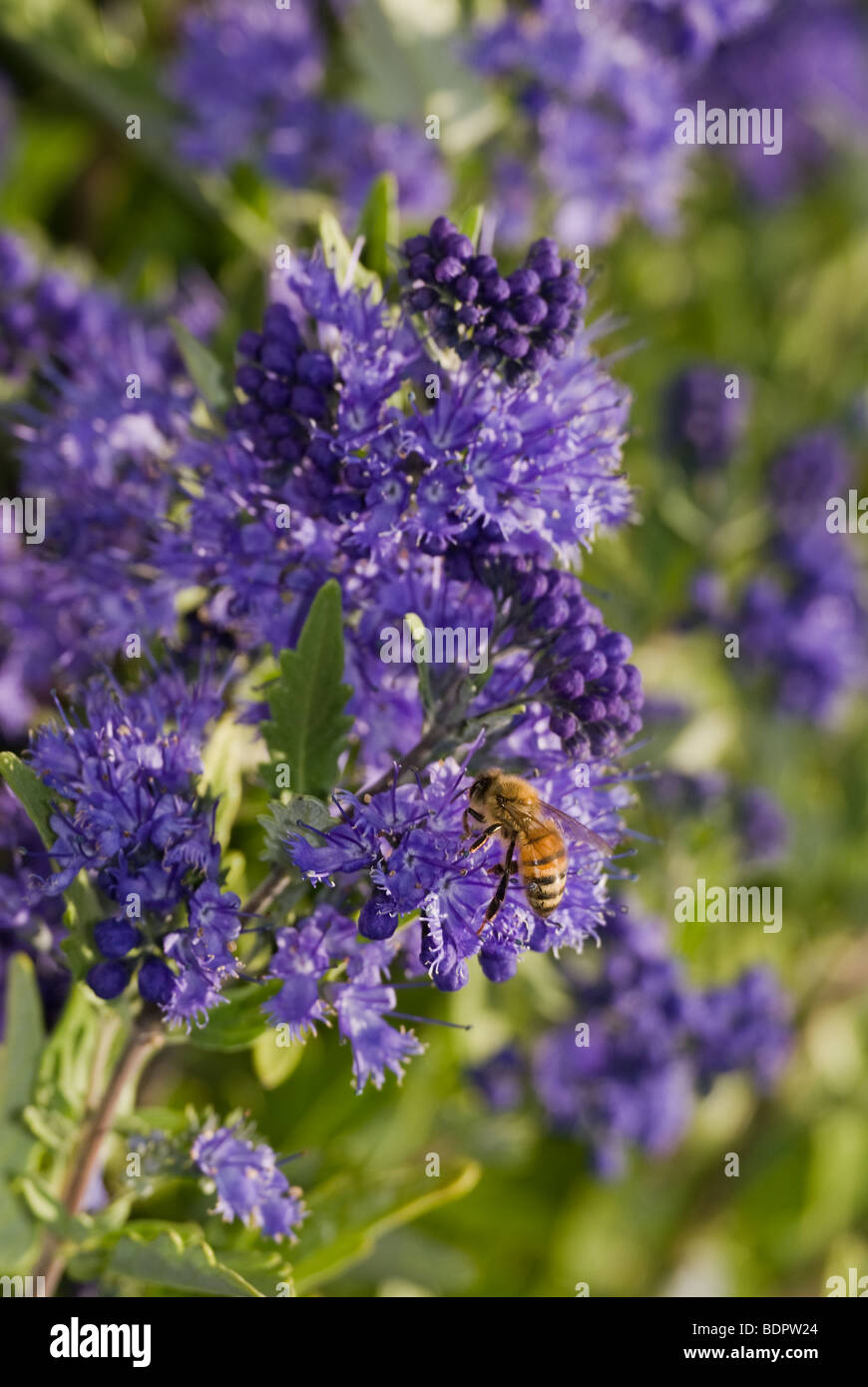 Honey bee collecting pollen Stock Photo - Alamy