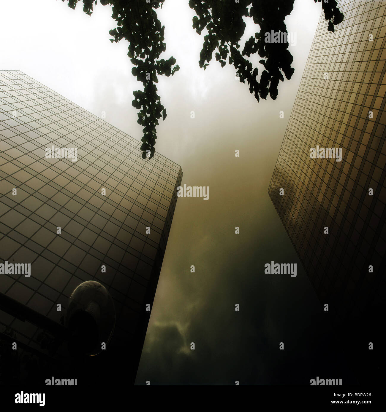 Two high rise buildings with a branch of a tree Stock Photo - Alamy