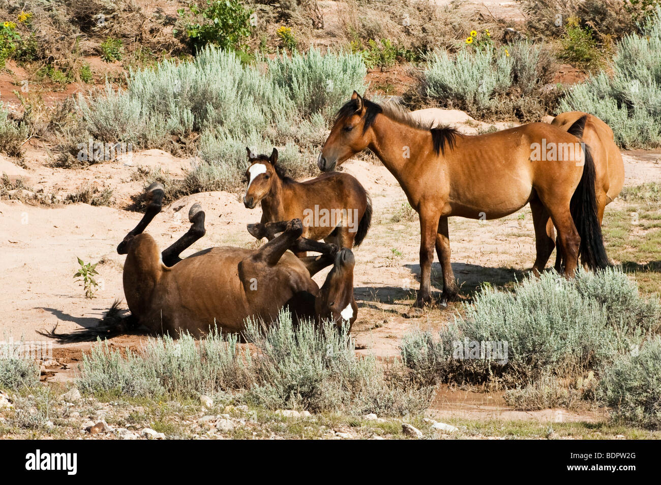 free roaming mustangs in the Pryor Mountain wild horse range in Wyoming ...