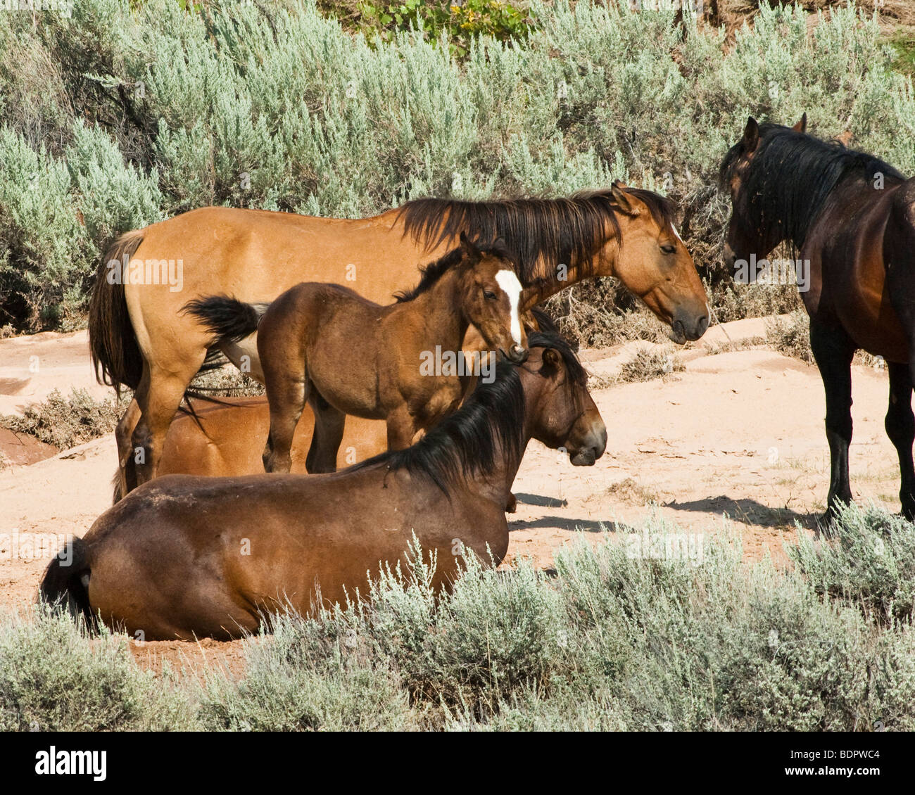 free roaming mustangs in the Pryor Mountain wild horse range in Wyoming ...