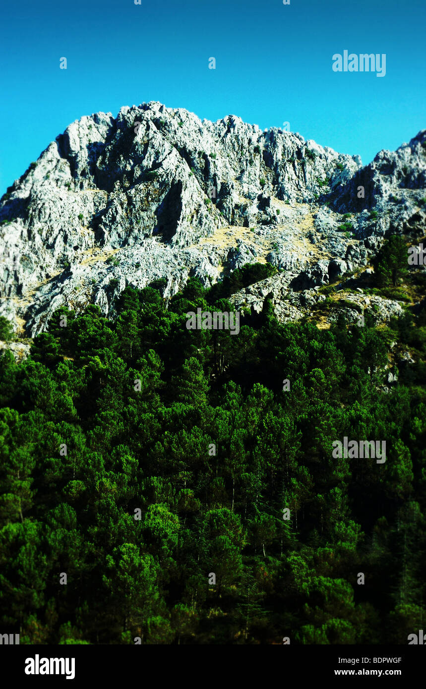 A steep rocky slope partly covered with pine trees Stock Photo - Alamy