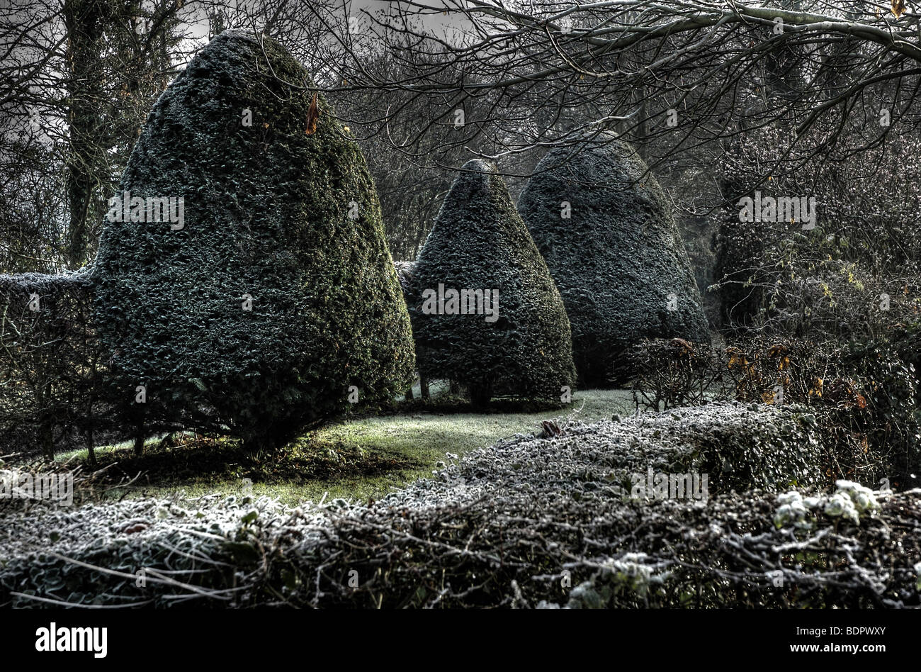 Yew trees in a garden during winter Stock Photo - Alamy