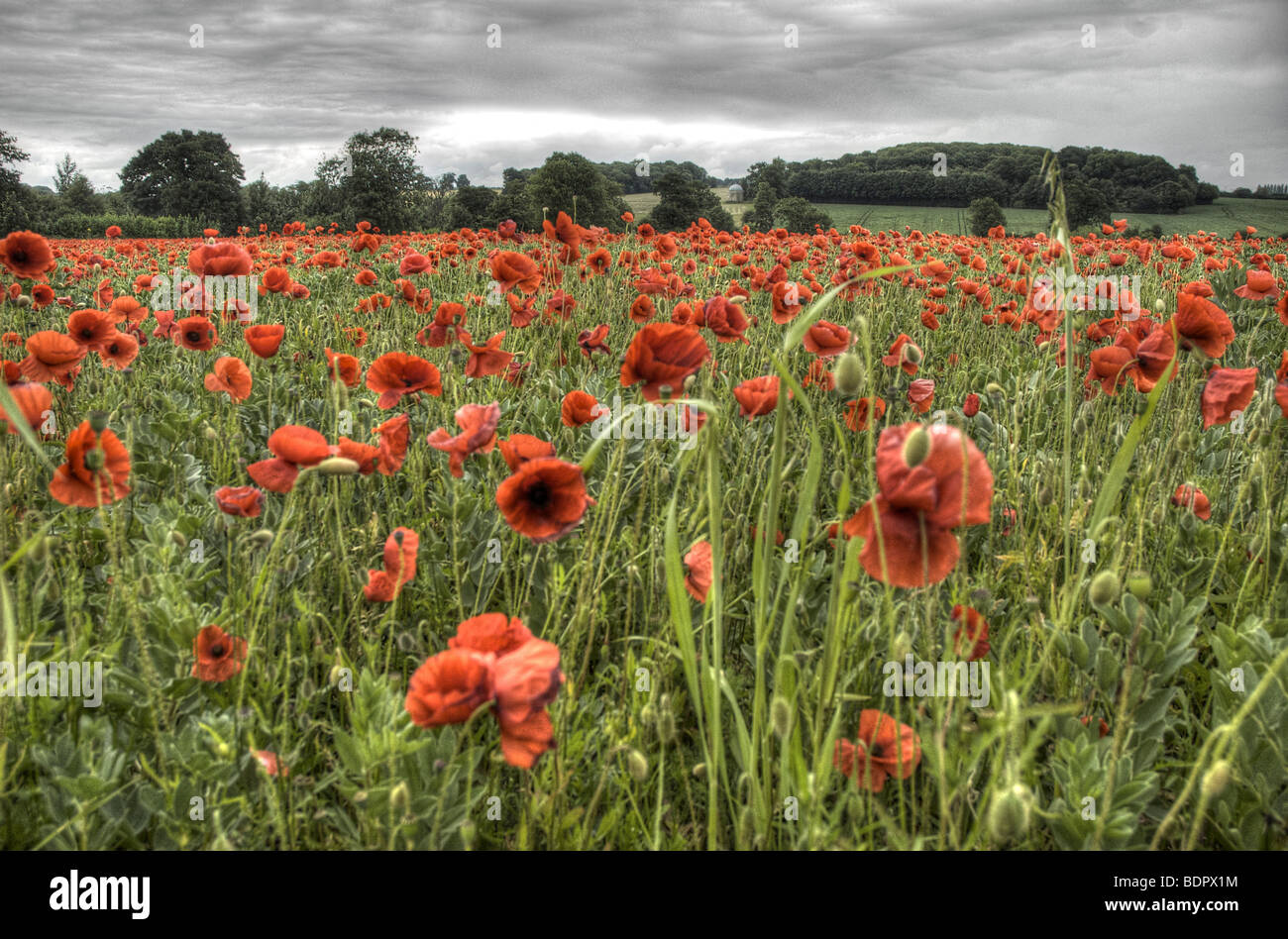 Red poppies in a field under a grey sky Stock Photo - Alamy
