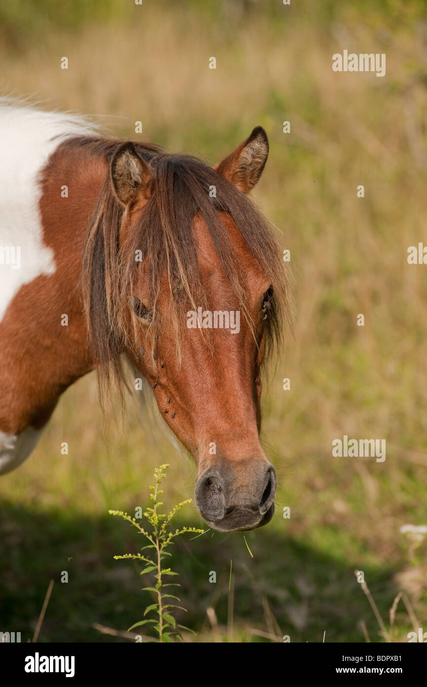 wild pony at Grayson Highlands State Park in Virginia near the North ...