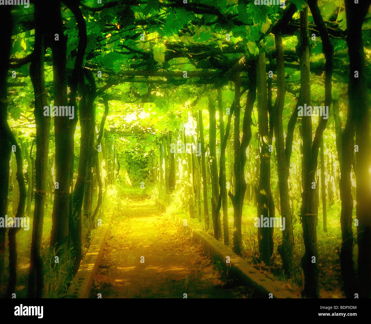 Vanessa vine hi-res stock photography and images - Alamy