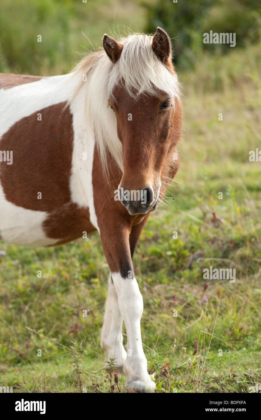wild pony at Grayson Highlands State Park in Virginia near the North ...