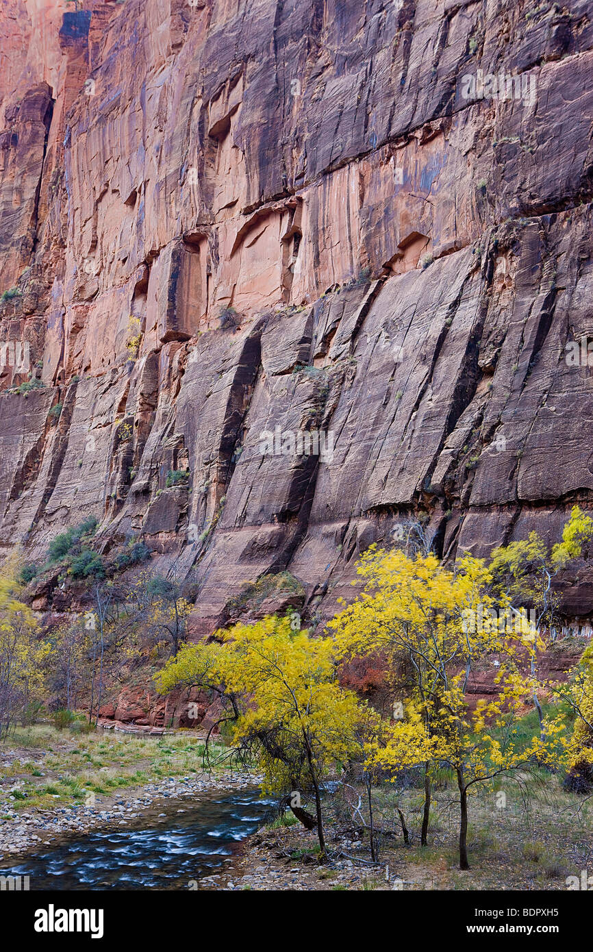 Black willow trees display fall color against the backdrop of red rock ...