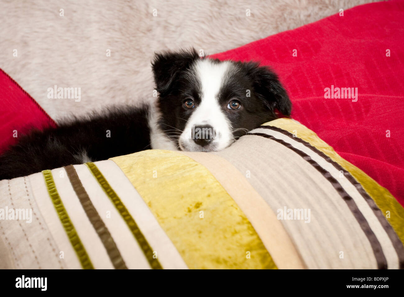 Contented pup hi-res stock photography and images - Alamy